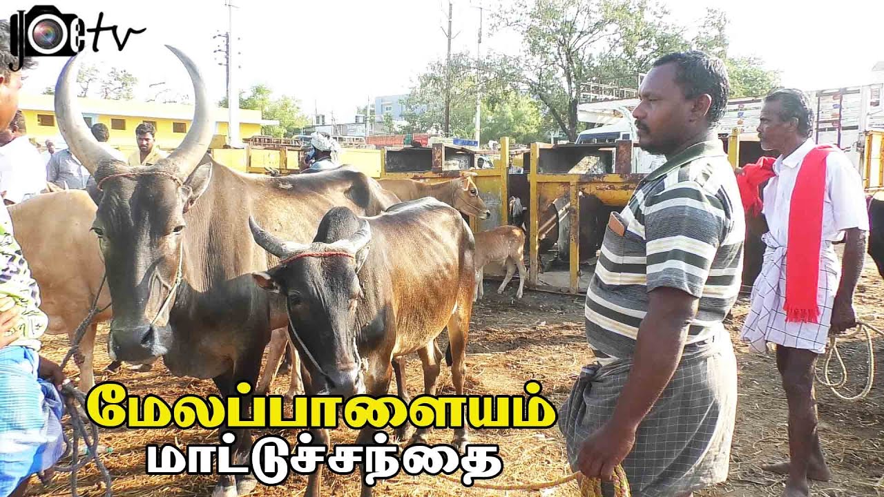 Melapalayam Cow Market | melapalayam mattu santhai | மேலப்பாளையம் ...