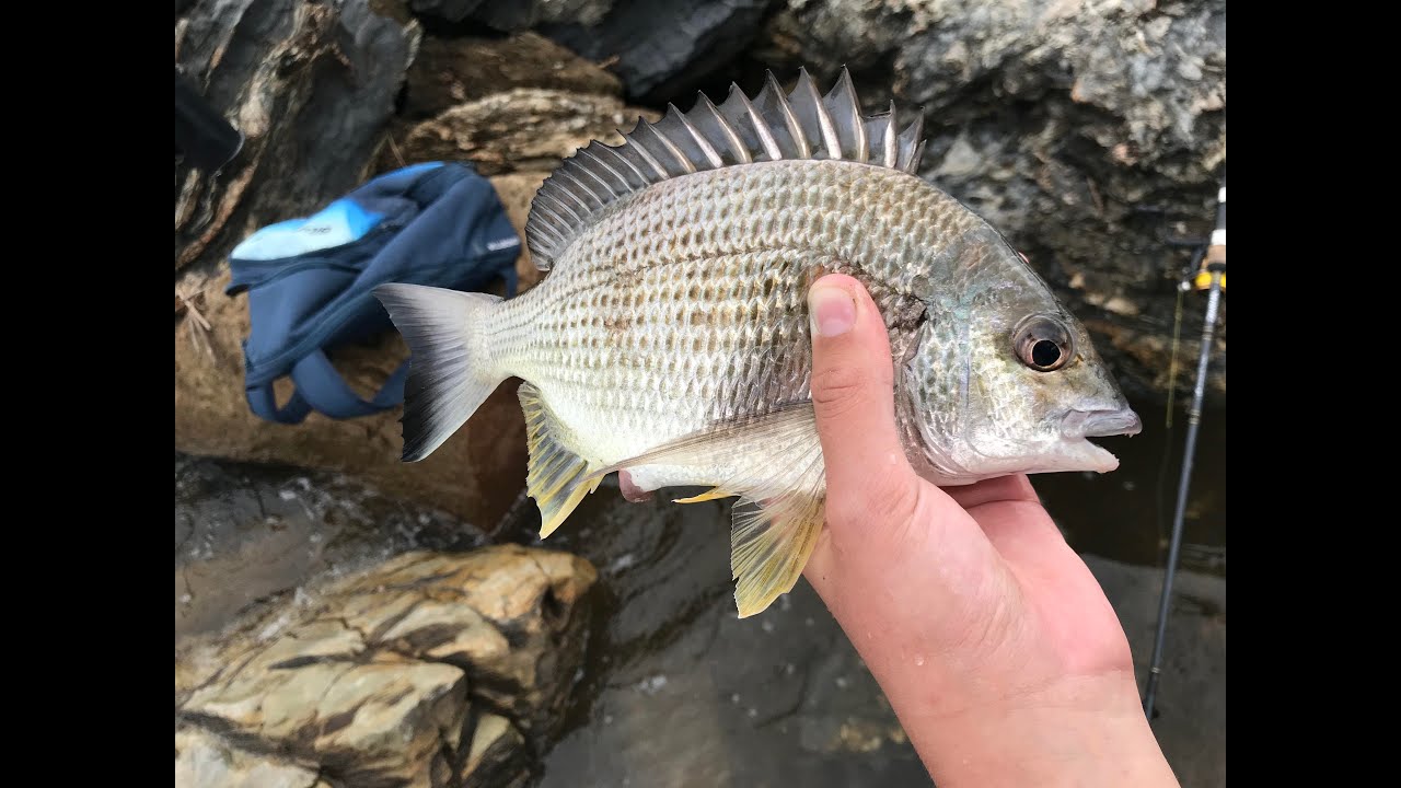 Urunga Fishing Day 2 Lots of Bream - YouTube