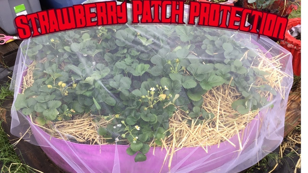 A Quick Protection for my Strawberry Patch🍓🍓🍓🍓🍓 - YouTube