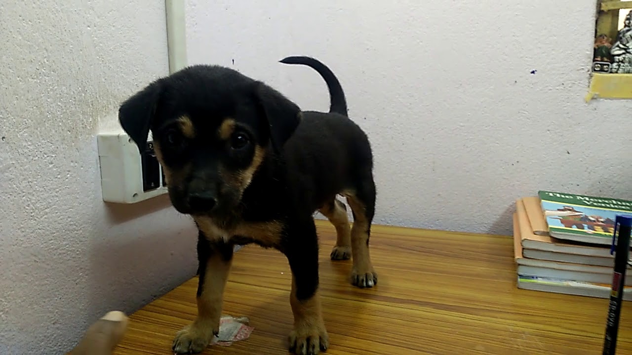 My rotwiler puppy. - YouTube