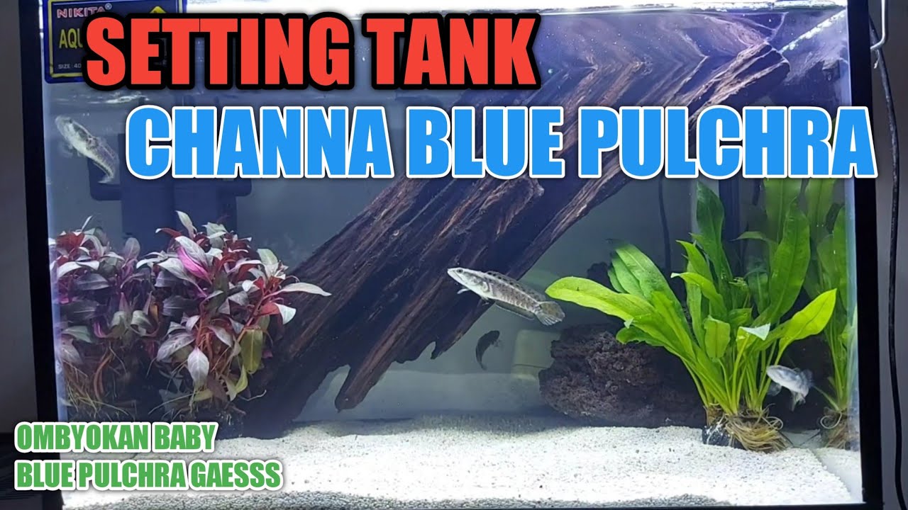 SETTING TANK CHANNA BLUE PULCHRA / UPDATE TANK CHANNA / TANK BABY ...
