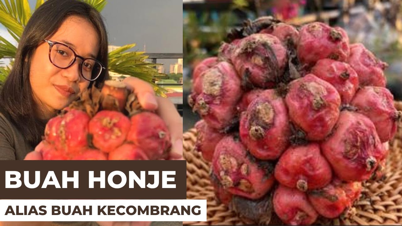 Buah Kecombrang alias Honje Bisa Dimakan, Begini Rasanya - YouTube