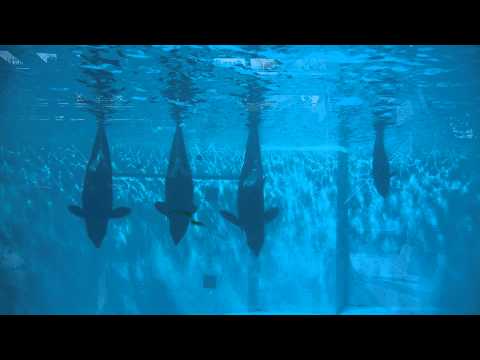 Kasatka Family Wave