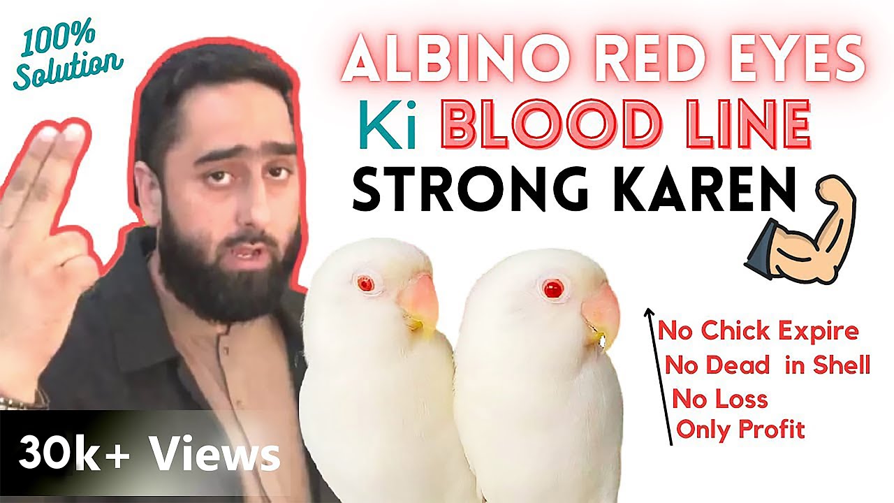 Albino Red Eyes ki Bloodline kese strong karen | Albino Red Eyes Breeding tips - YouTube