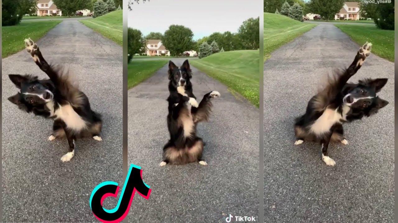 Animals Doing Cute Dancing Stuff !! 💓| ANIMAL DANCE TIK TOK COMPILATION ...
