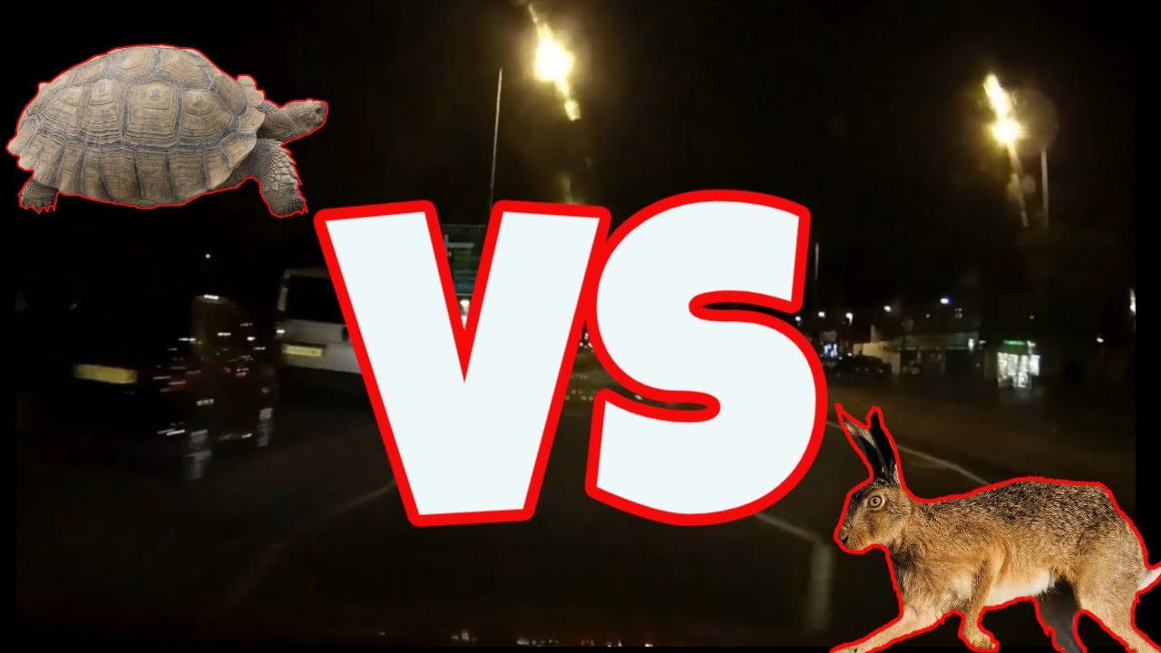 Tortoise VS Hare - YouTube