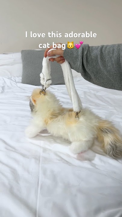 Don’t let cat lover see this🫣 #chongker #cat #catbag #catlover #cute #pets #cutecat - YouTube