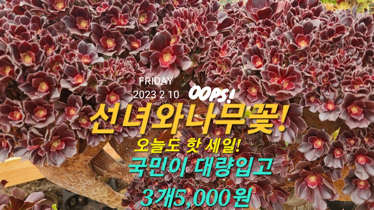 2023년 2월10일 세일 할인~국민다육 방문구매3개5000원선녀와나무꽃화분다육신상안내다육금화분택배다육택배