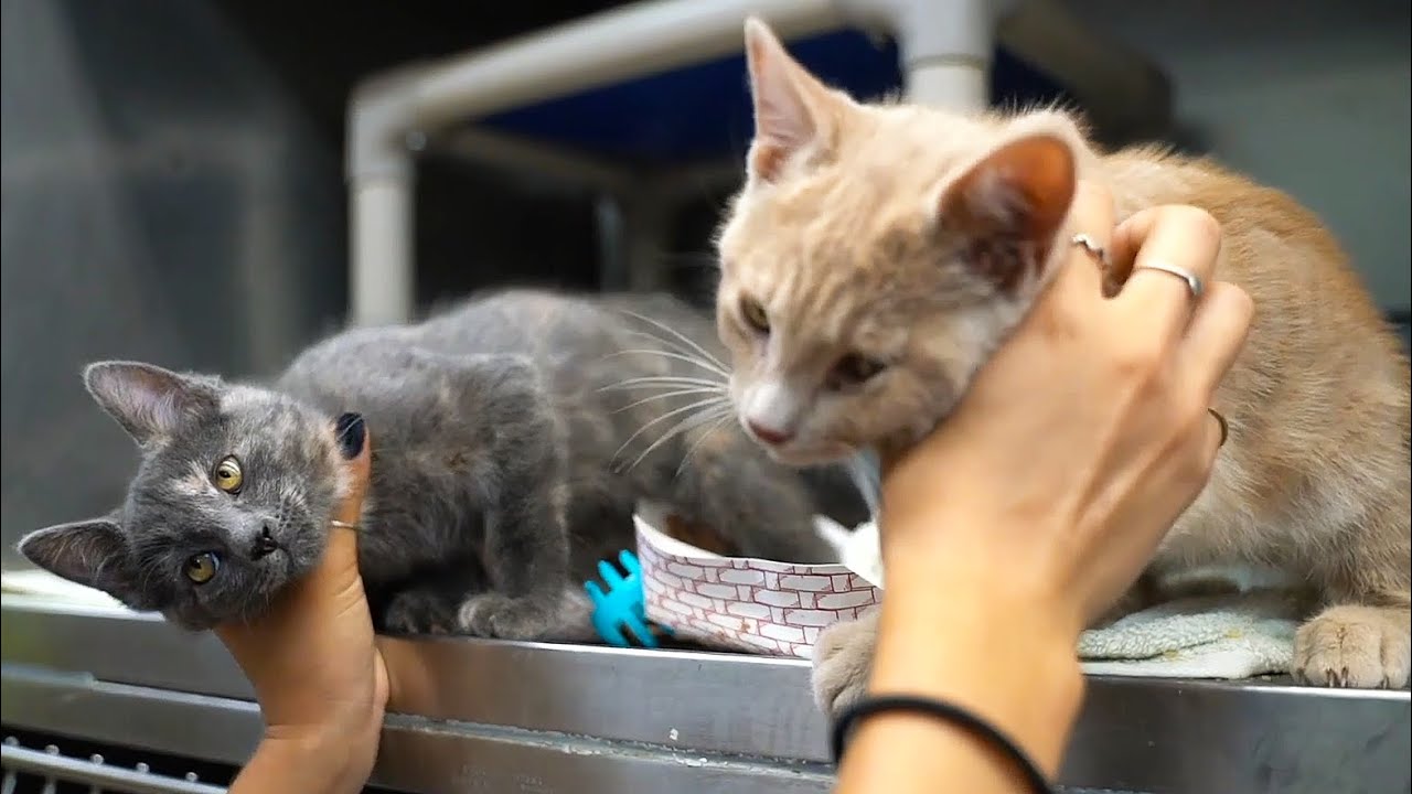 Maya pets some cats at an animal shelter - YouTube