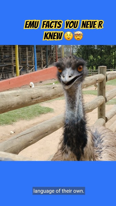 EMU FACTS YOU NEVER KNEW 😲🤯 - YouTube