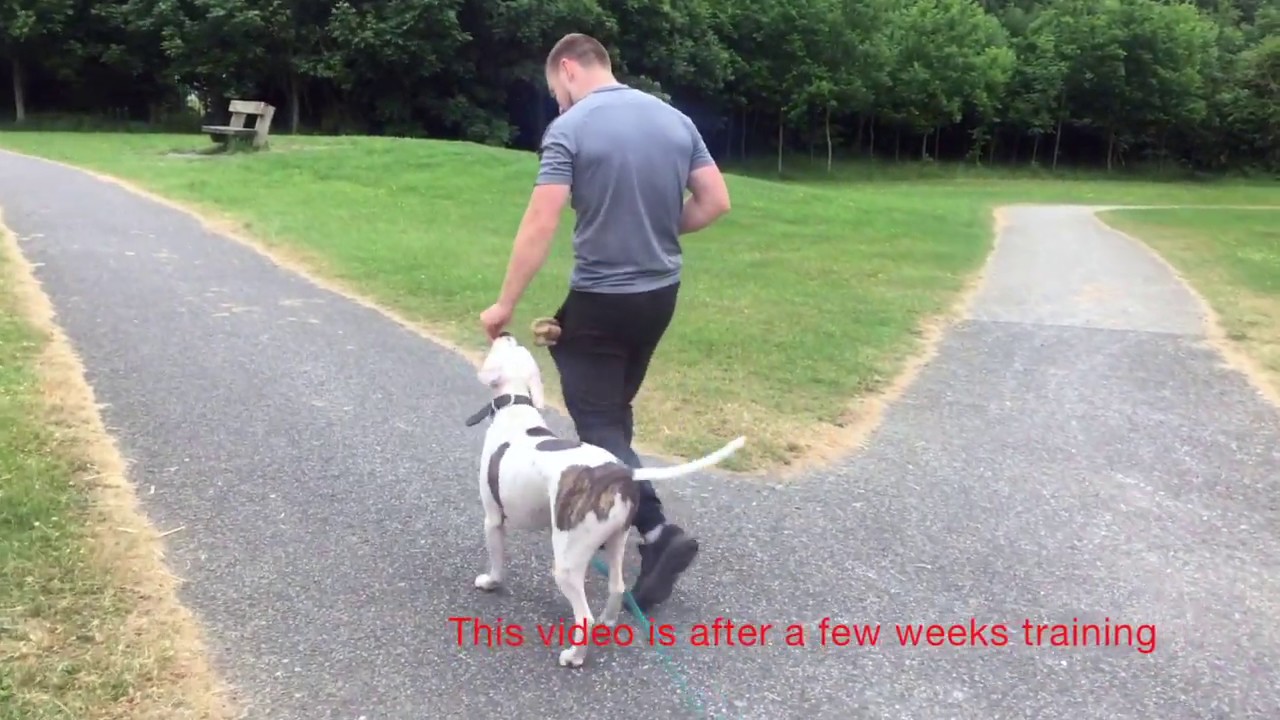 Dublin Dog Training Perra- How to stop your dog pulling on the lead in ...