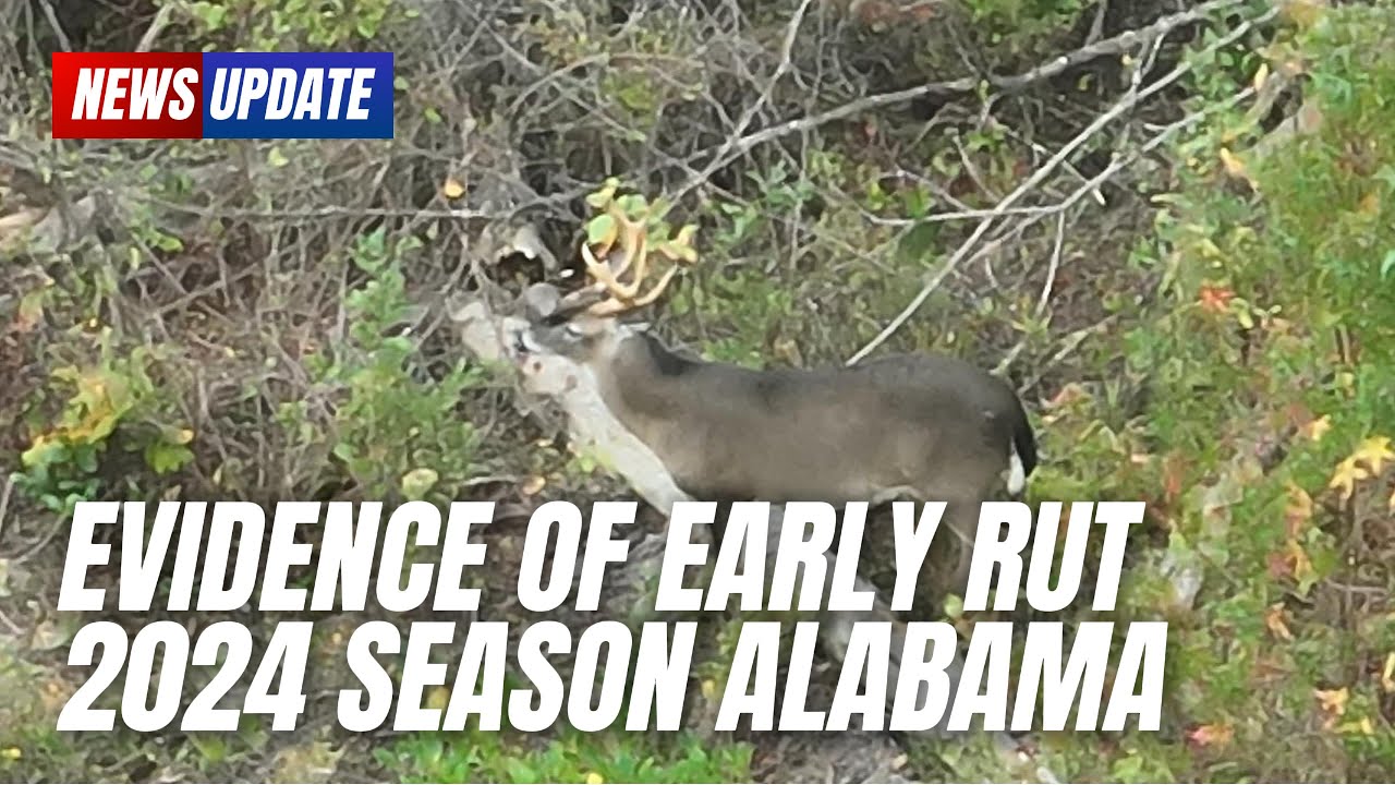 Unbelievable Footage Early Rut Activity in Alabama with Whitetail Buck ...