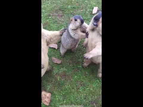 Funny Marmots Marmots pushing each other out of the way - YouTube
