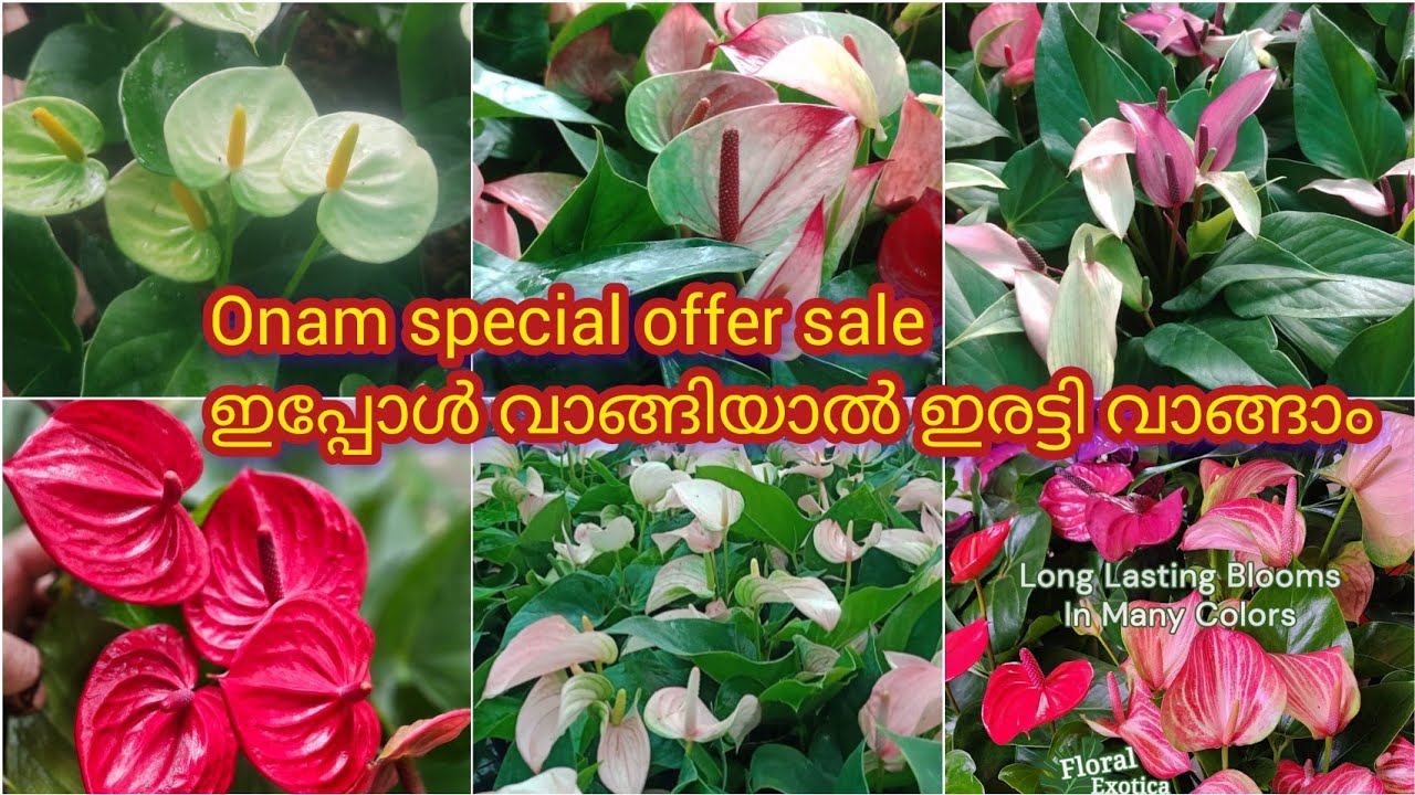 ONAM/Mega onam offer/ONAM OFFER PLANTS/ANTHURIUM Online sale/minimum 3 ...