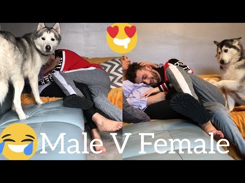 Funny Husky Male V Female V Baby Jealous Reaction to me cuddling my partner!... [TRY NOT TO LAUGH]
