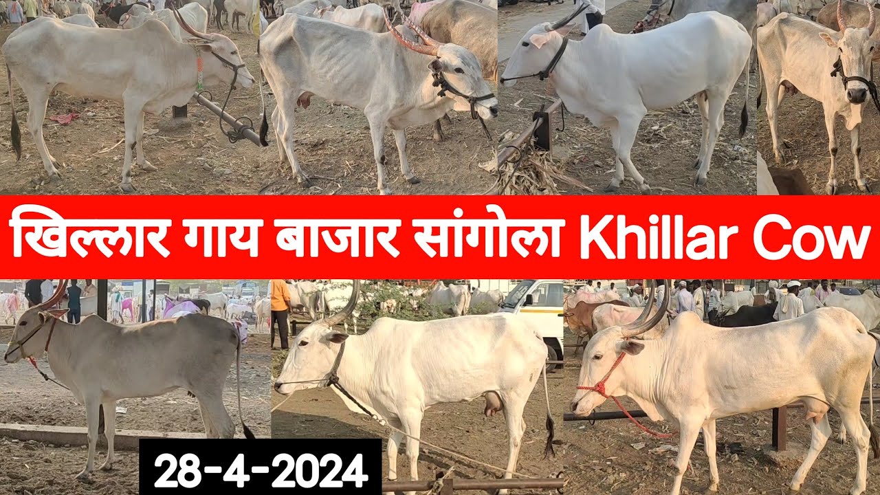सांगोला खिल्लार गाय बाजार / Sangola Khillar Cow Market / चालू बाजारभाव ...