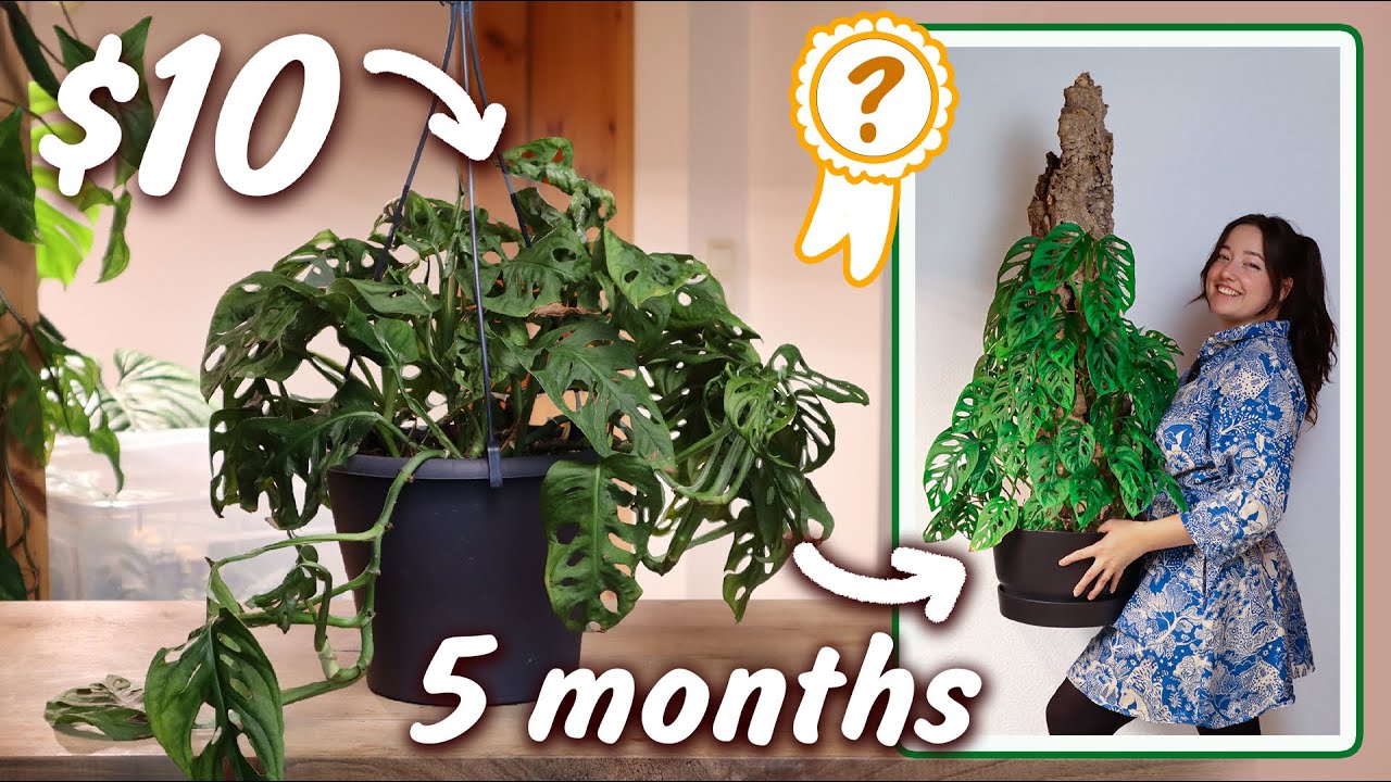 $10 Plant Challenge, 6 Youtubers, 1 Winner - YouTube