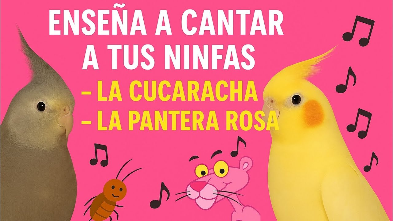 NINFAS CANTANDO LA CUCARACHA Y LA PANTERA ROSA🎶 #ninfas #cockatiel # ...