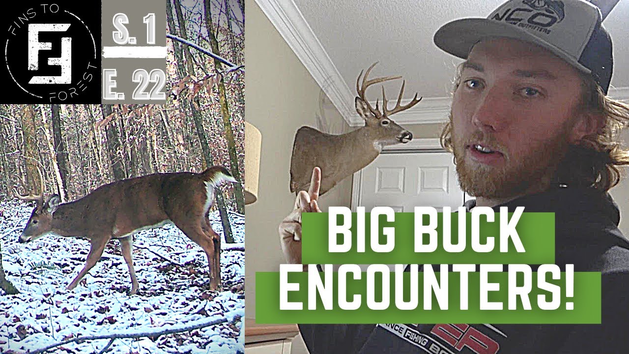 Big Buck Encounter Stories! And is Quarantine a Hunter's Dream? FTF ...