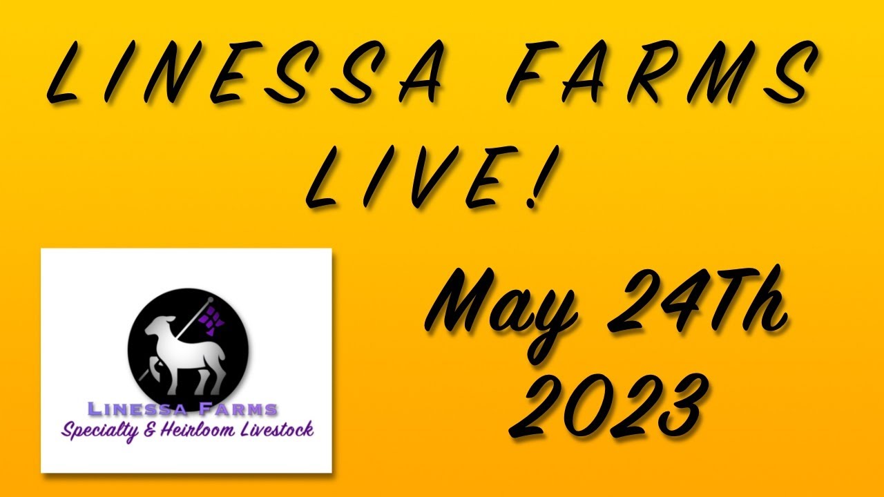 Linessa Farms Live! | May 24th, 2023 - YouTube