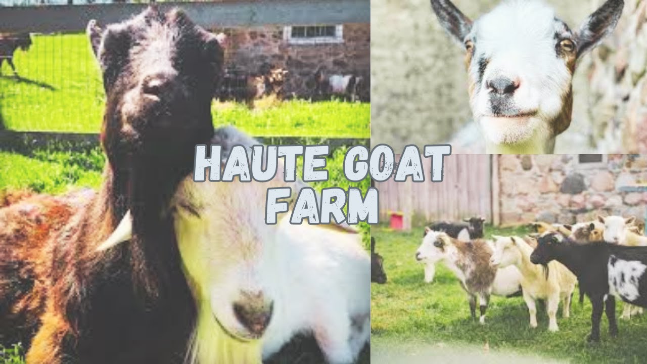 Haute Goat Farm Ontario Family Day trip - Must Visit - YouTube