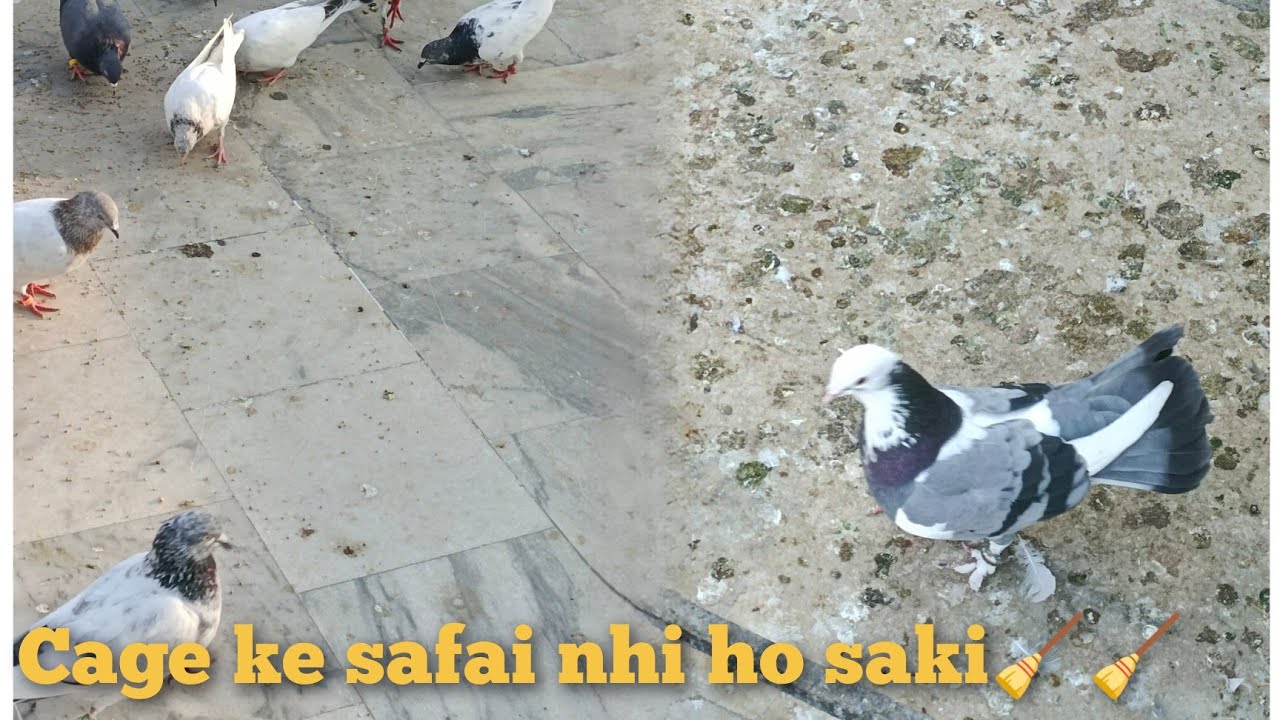 Bhut zarori kam ke waja sa aj birds ka cages ke safai nhi ho saki🐦🐦‍⬛🦜🧹🧹 - YouTube