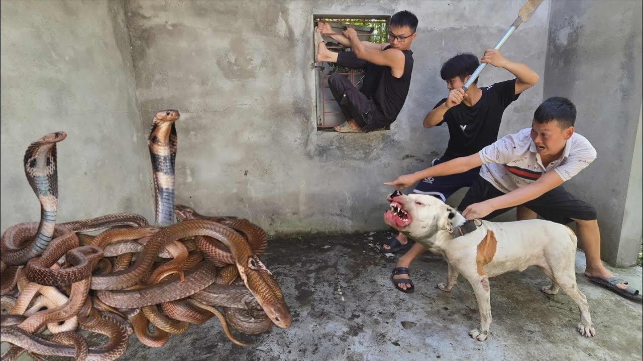 Brave expert caught 1000 poisonous snakes in an abandoned house - YouTube