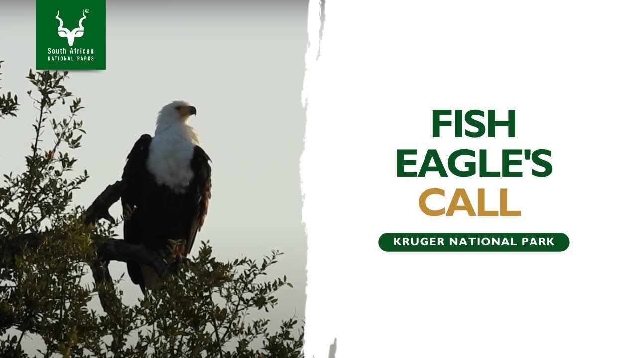 Fish Eagle's Call | Kruger National Park Wildlife #FishEagle #sanparks ...