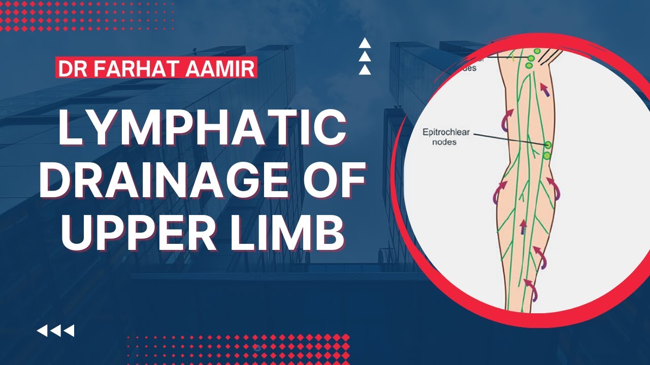 Lymphatic Drainage Of Upper Limb - YouTube