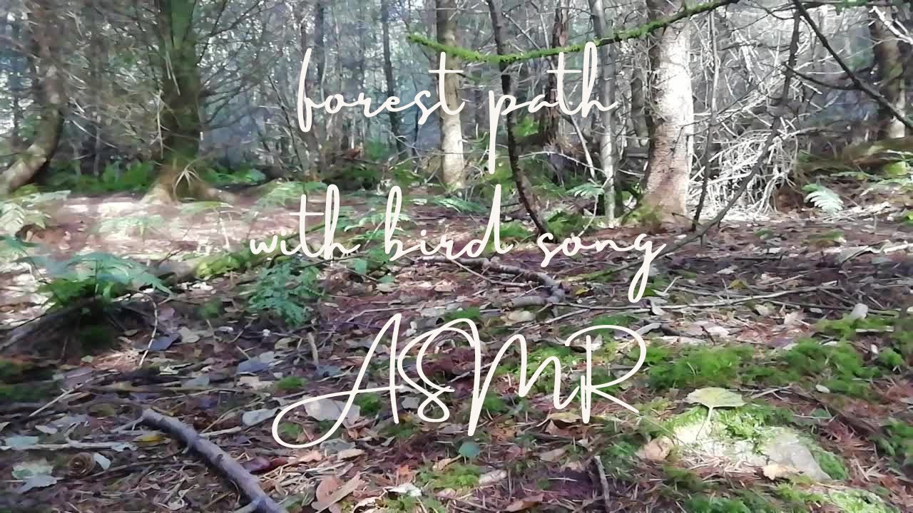 Forest Path: With Birdsong - A Video To Relax To (ASMR) - YouTube