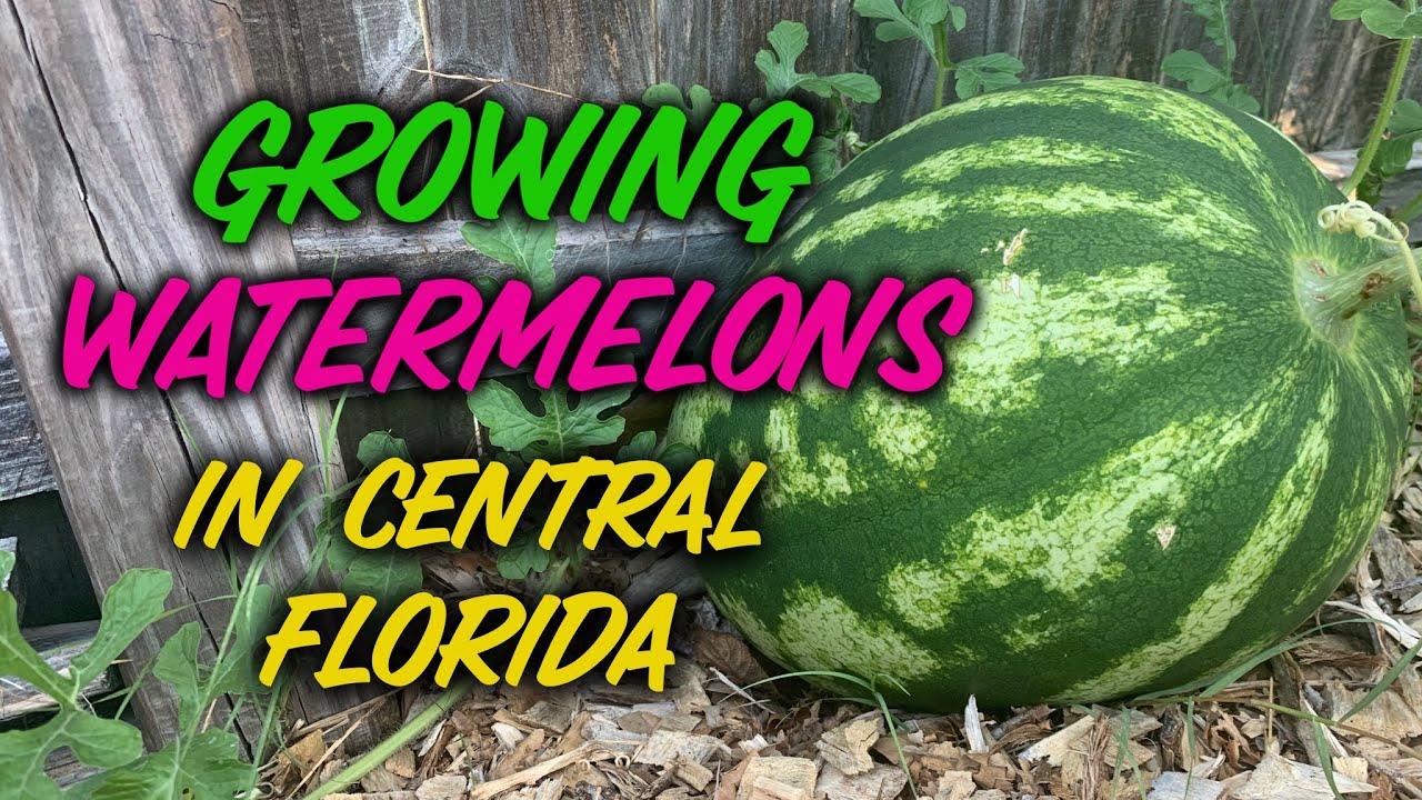 Growing Watermelons In Central Florida - YouTube