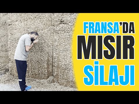 FRANSA'DA MISIR SİLAJI
