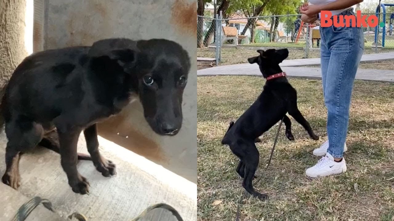 Pasó de vivir con la mirada llena de miedo, a ser un perrito lleno de ...