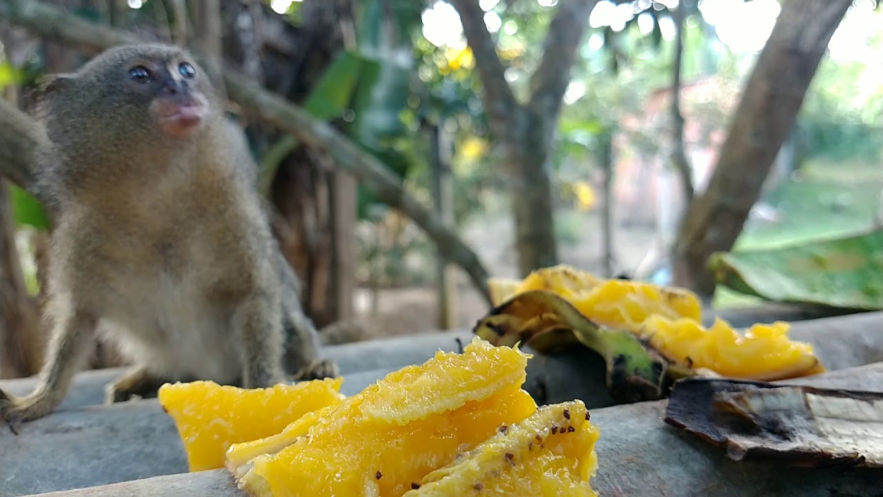 Sagui-Leãozinho ( pigmeu ) - O menor macaco do mundo - YouTube