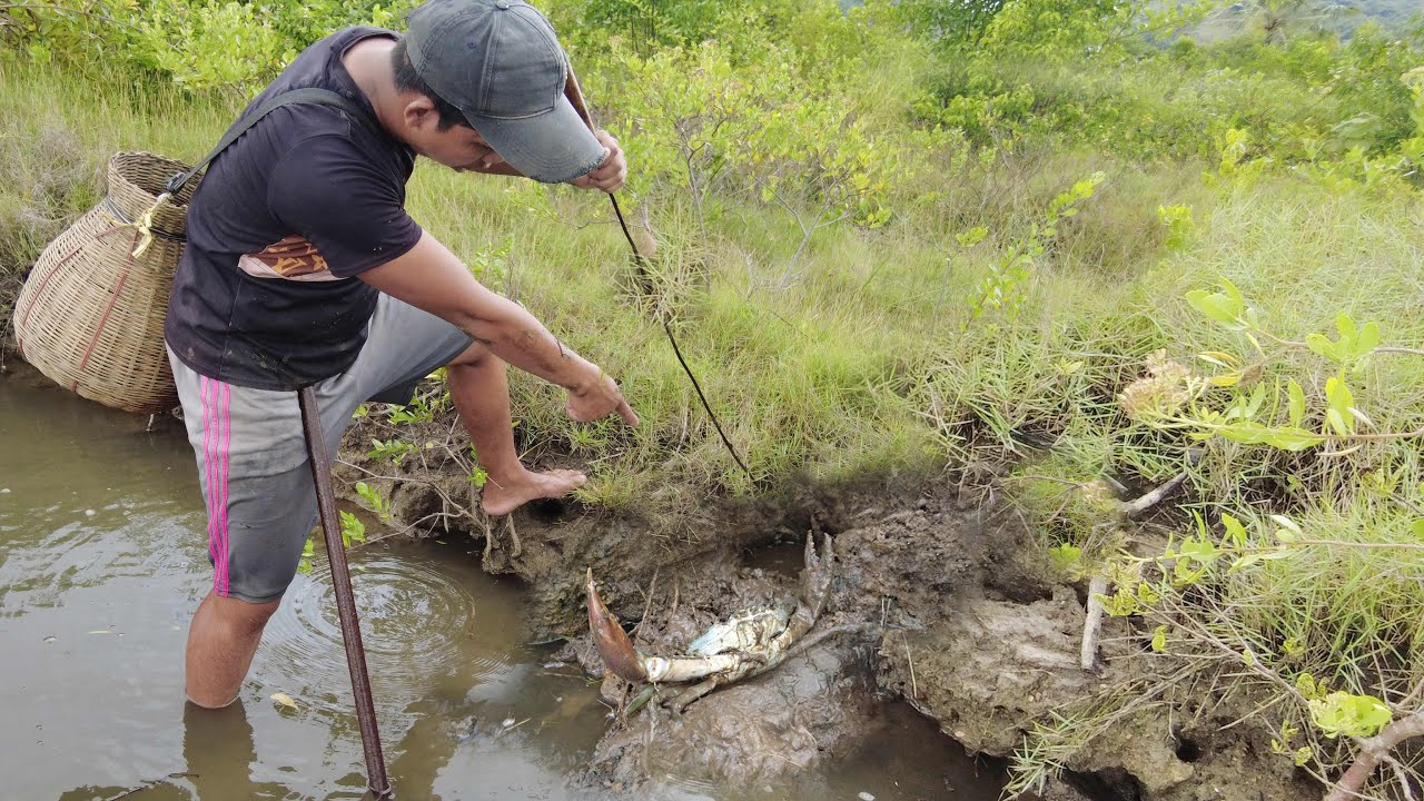 Season Crab - Digging Many Massive Mud Crabs In Secret Hole Near the ...