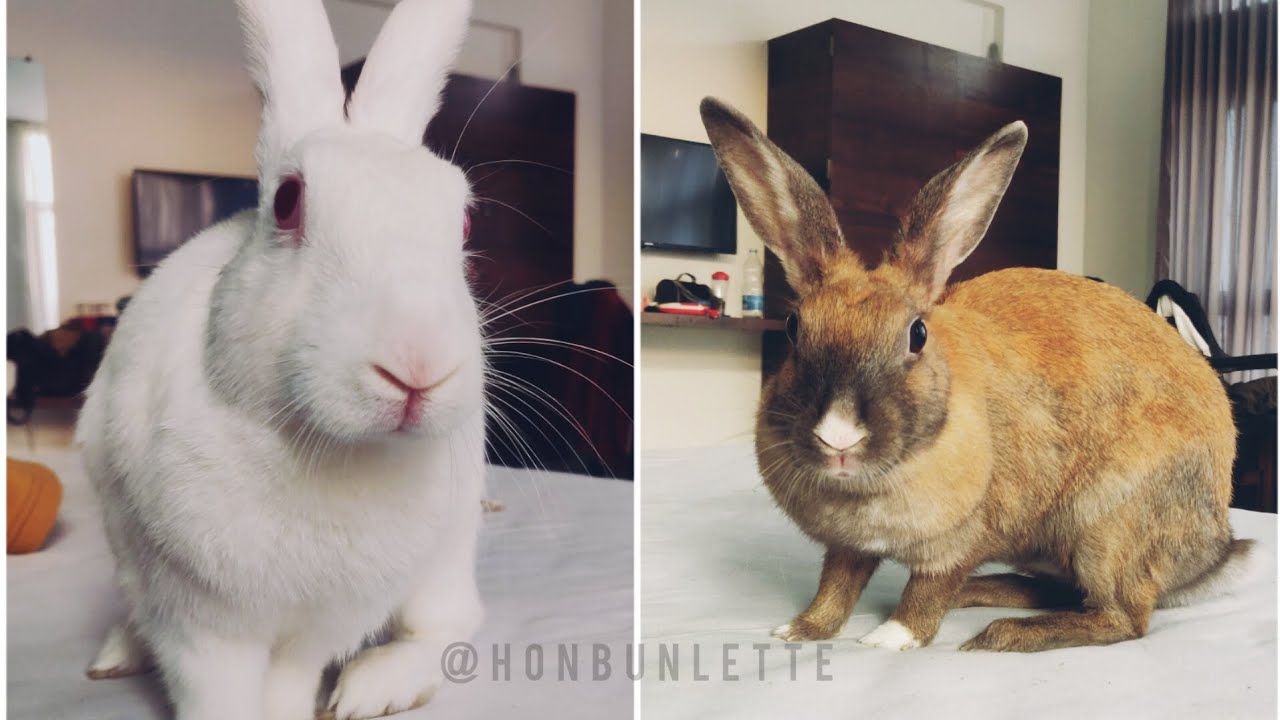 Staying with rabbits in hotel... travelling with pet bunny rabbits on ...