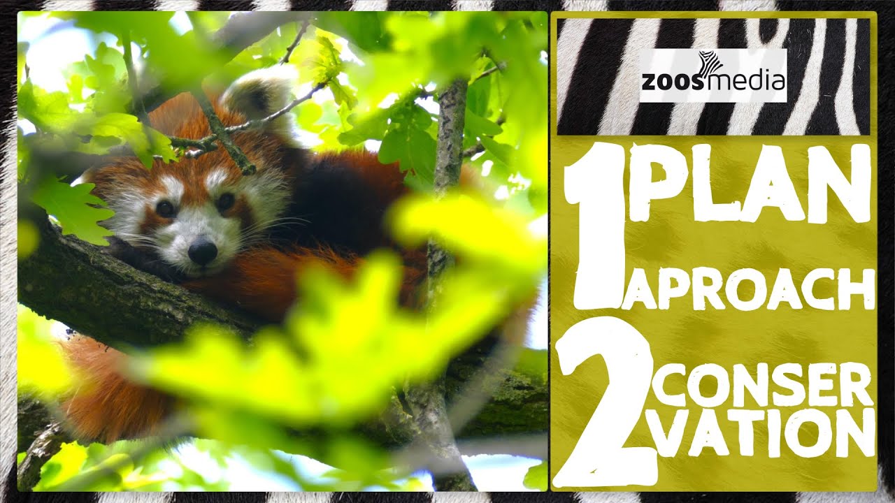 One Plan Approach in Zoos & Aquarien 🦓 | zoos.media - YouTube