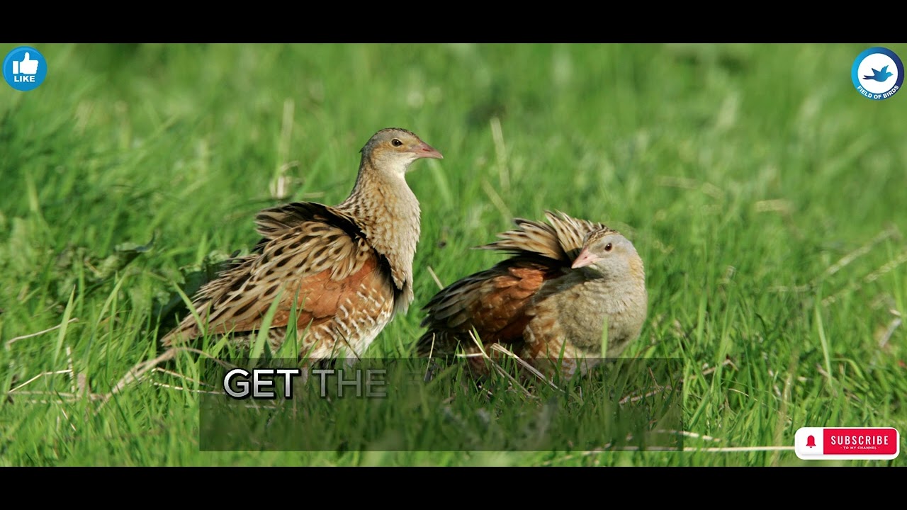 Corncrake Call-صوت طائر السلو (سلوى) - YouTube