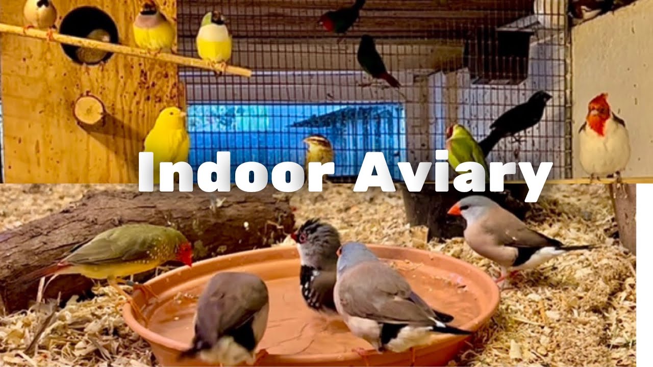 Indoor Bird Aviary with finches and softbills - many species of aviary ...