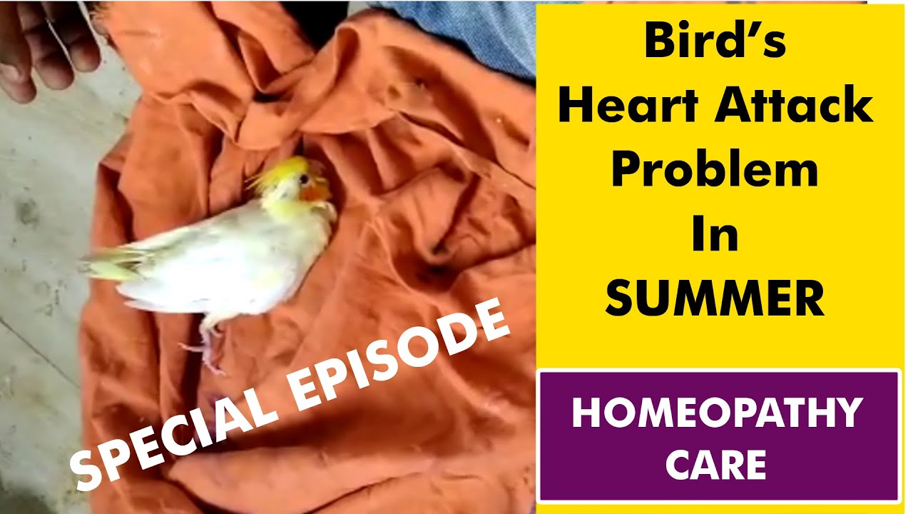 Bird’s Heart Attack Problem In SUMMER. Live Treatment On Homeopathy ...