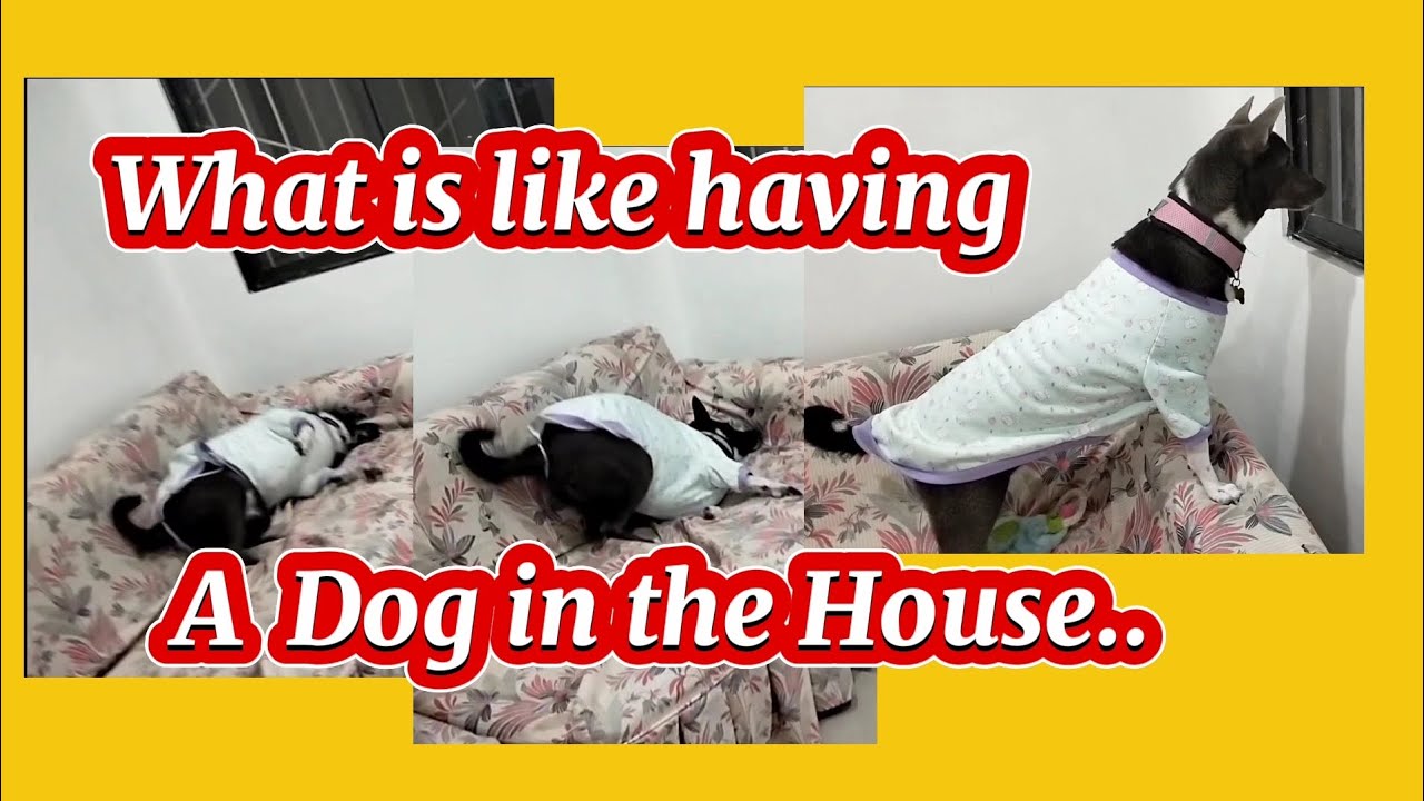 A dog in the house is like having a house full of kids - YouTube