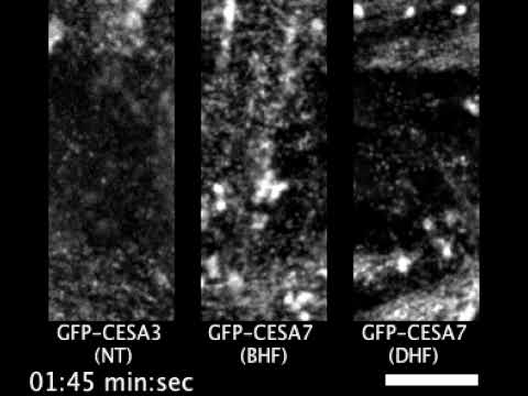 Comparing the delivery rate of CESA3 and CESA7 - YouTube