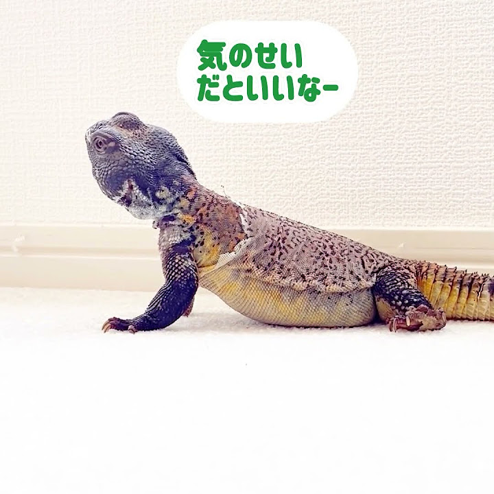 大嫌いな飛行機の音に敏感なふくちゃんshorts トゲオアガマ Uromastyx 爬虫類 Youtube
