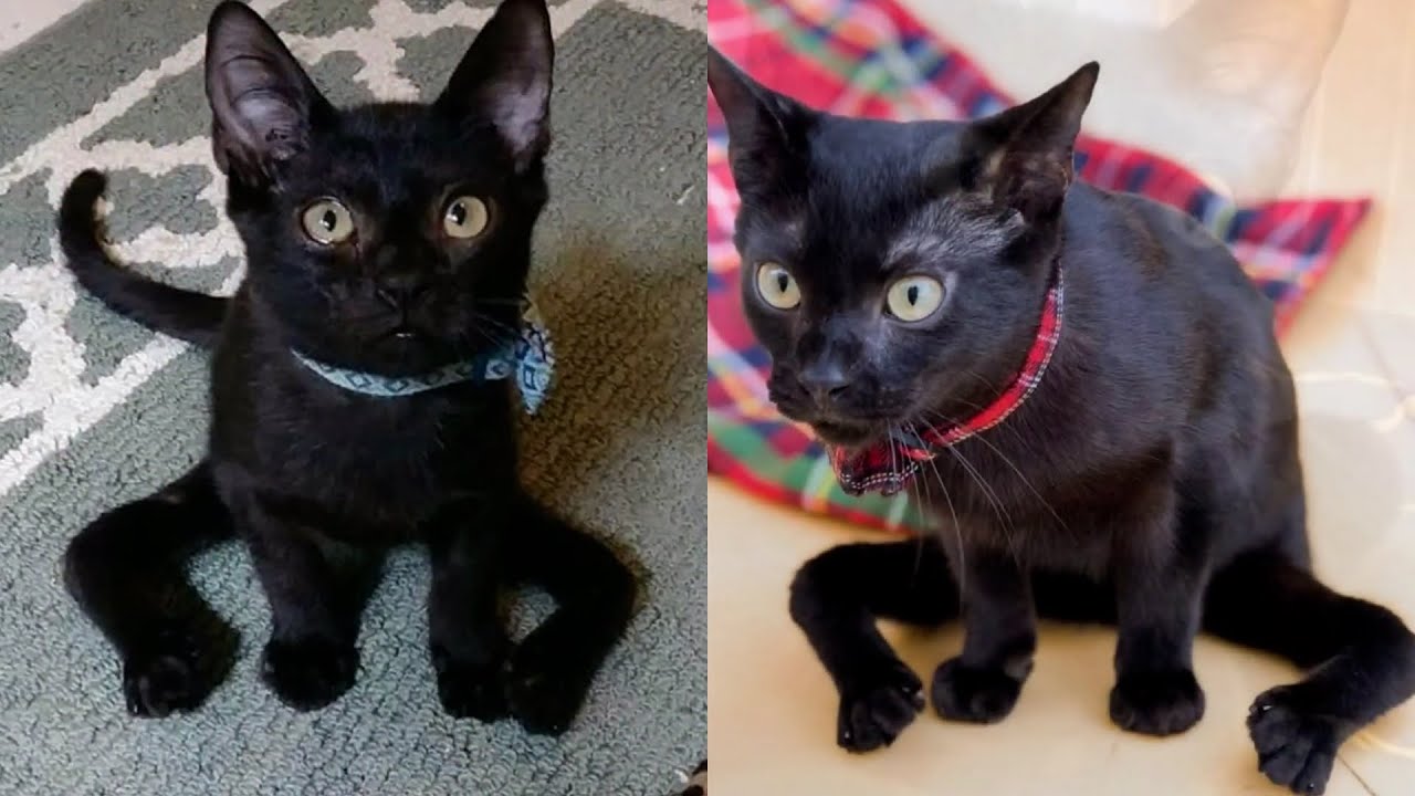 SPECIAL CAT! The deformed cat looks more like a black spider - YouTube