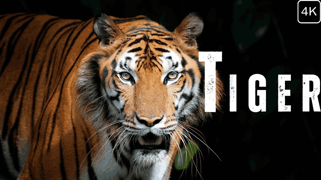 4k Wildlife Safari | Tigers: A Roar of Wildness |#tiger #tigers #4k ...