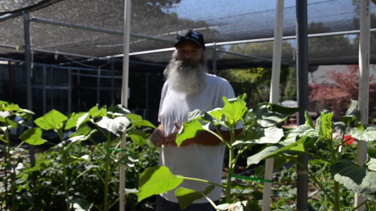 Tall Sunflower Support 1 YouTube Tall Sunflower Support 1 YouTube