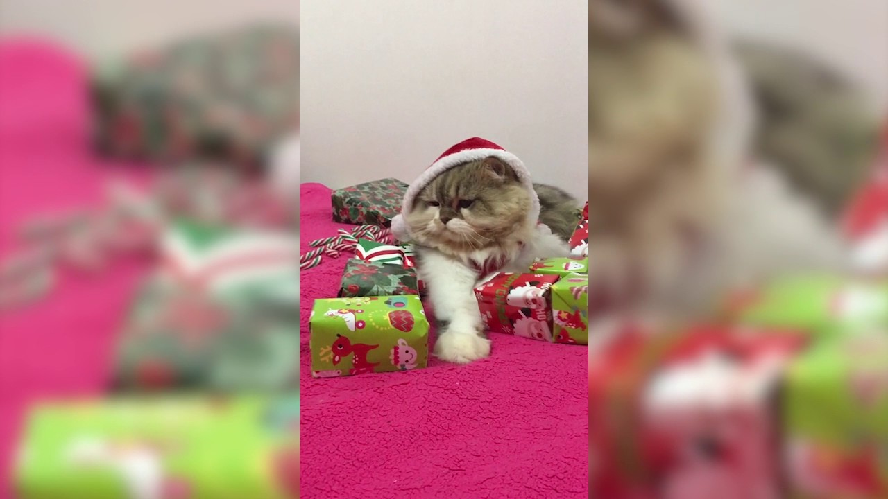 Cat Won't Share Presents - YouTube