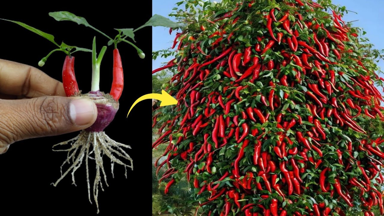 Simple method propagate chili 🌶️ tree with plastic glass || How to grow ...
