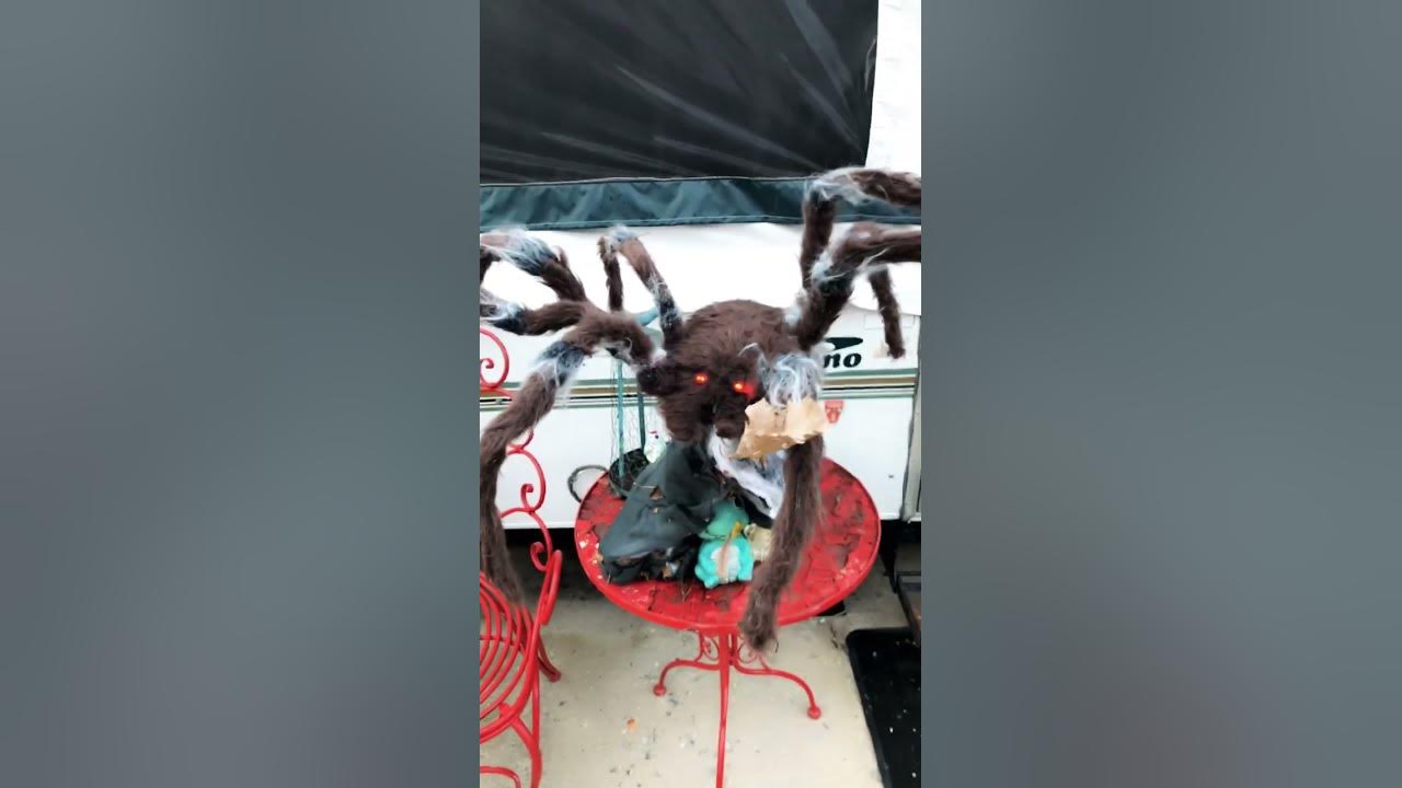 Brown Jumping Spider Spirit Halloween Youtube