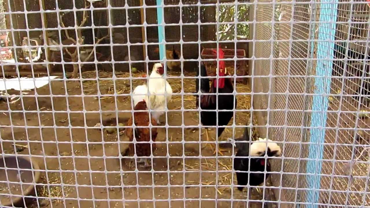 Bird Aviary with chickens, roosters, pigeons, doves, and etc - YouTube